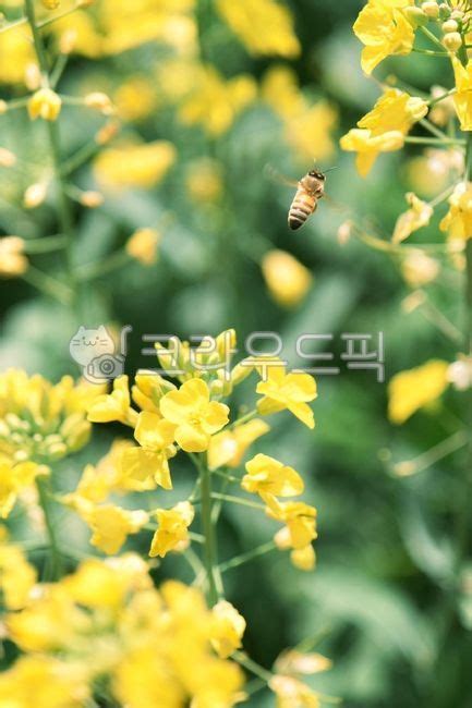 Honeybee 꿀벌 Bee 벌 유채꽃 사진 이미지 일러스트 캘리그라피 Nnu05130작가