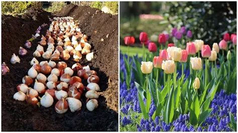Puis Je Planter Des Tulipes En Mars Et En Avril