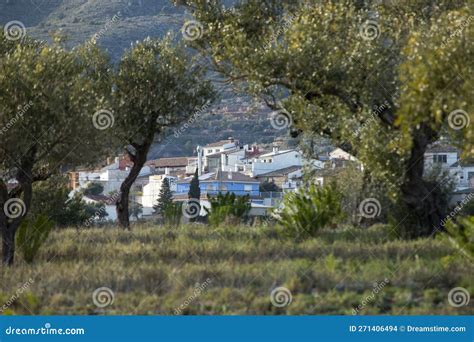 Gaianes Between Olive Trees Stock Photo Image Of Flower Agriculture