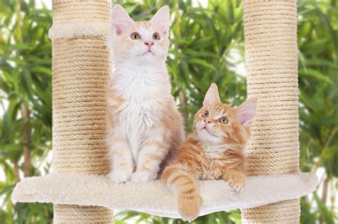 Cómo evitar que tu gato arañe los muebles Blog de DIA