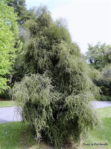 Buy Myrsine Divaricata Weeping Mapou Online Nz