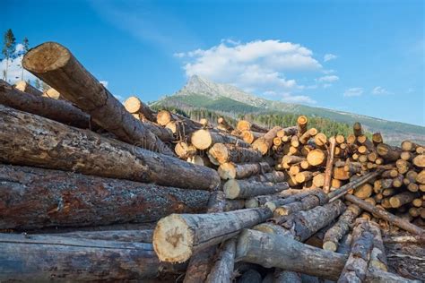 Montón De árboles Talados Cerca De Un Lugar De Tala Madera En Las