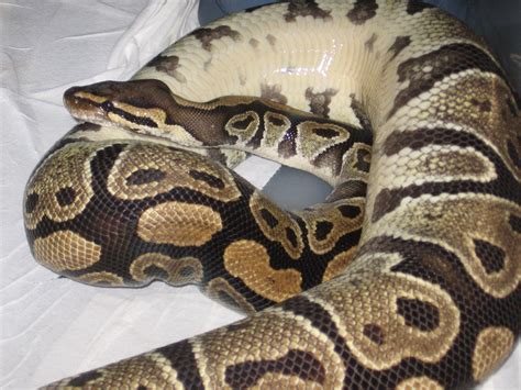 Fájl Ball Python Inverted Basking  Wikipédia