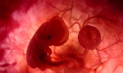 Científicos aseguran haber creado un embrión sintético sin necesidad