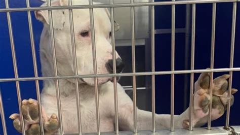 Petition · Stop Euthanizing Healthy Dogs Due To Shelter Overcrowding