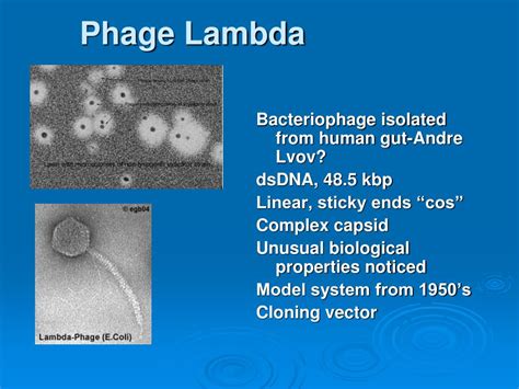 Ppt Gene Expression And Replication In Medium Dna Viruses Powerpoint