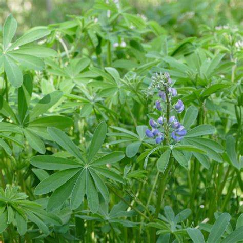 Lupinus Latifolius Broadleaf Lupine Satinflower Nurseries
