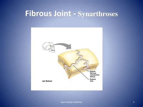 PPT Joints Of The Human Body PowerPoint Presentation Free Download ID