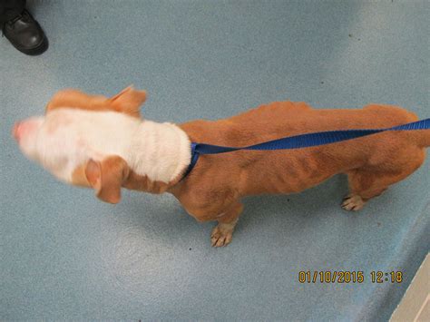 Severely Abused Pit Bull Recovering As His Fans Seek Justice The Dodo