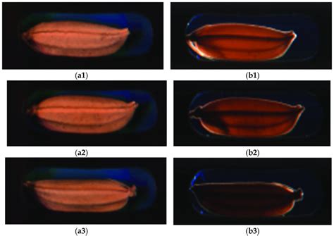 Pictures Of The Paddy Rice Kernels From The Visual Camera A And