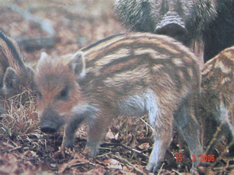 Divji Prašič Povečava Foto 2551854