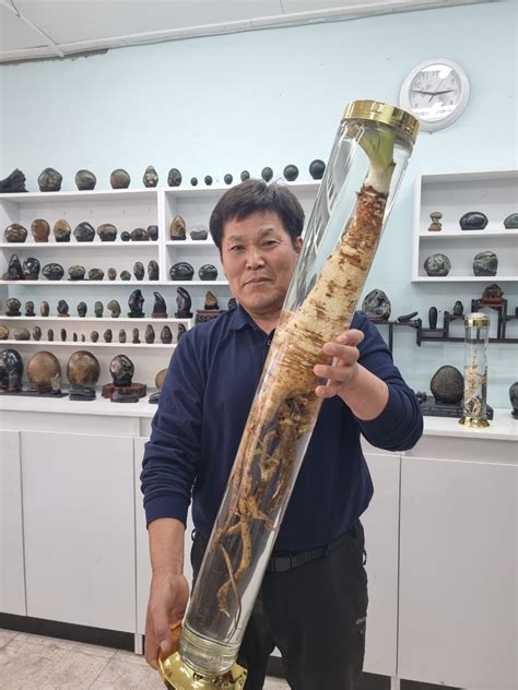 오늘은 담금주 만드는 놀이중 대물방풍이 말라 비틀어져 오늘 담금 주 만들었습니다 횡천중학교 총 동문회 BAND