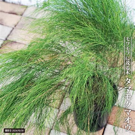 タマモクマオウ モクマオウ の特徴と育て方 niwa casuarina003 苗木部の部室 苗木育てよう By 花ひろばオンライン