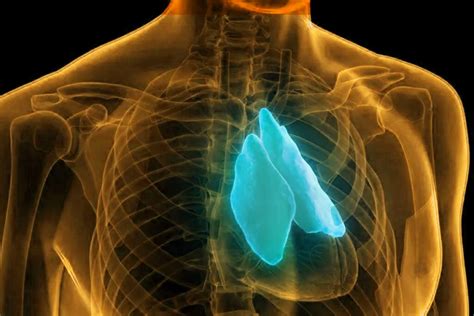 Tolerance Bio Launches To Boost Human Healthspan Via The Thymus