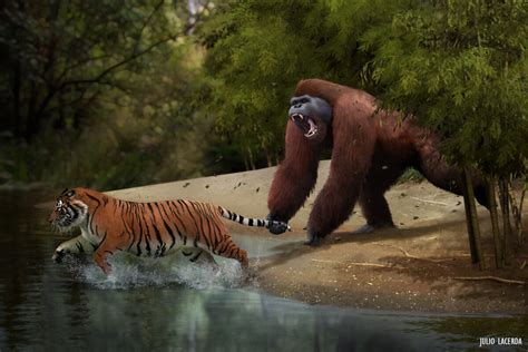 Gigantopithecus Weight