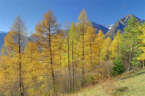 Randonnée à La Cabane Démècre Depuis Le Téléphérique Dorenaz Champex Dalesse Cabane De Sex