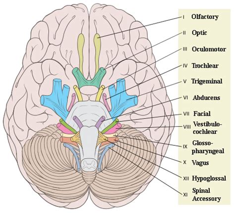 Cranial Nerve Anatomy And Nuclei Nerve Anatomy Cranial Nerves