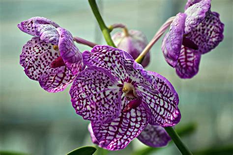 How To Grow And Care For Vanda Orchids Gardeners Path