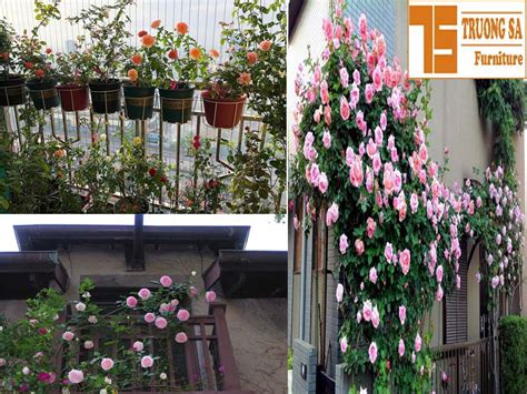 15 Loài Hoa Treo Ban Công Chịu Nắng Tốt Vô đối Hiện Nay