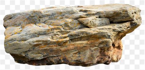 Fossil PNG Images Free Photos PNG Stickers Wallpapers Backgrounds Rawpixel