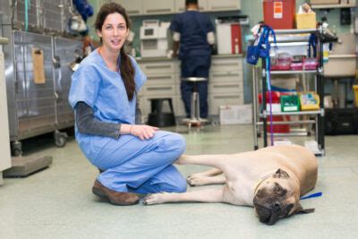 Pet CPR Cardiopulmonary Resuscitation CKC Institute Learning Center