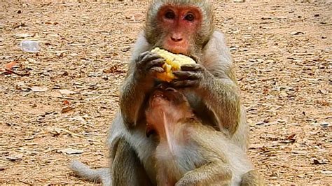 Happy Adorable Baby Jonna And Mommy Monkey Jane YouTube