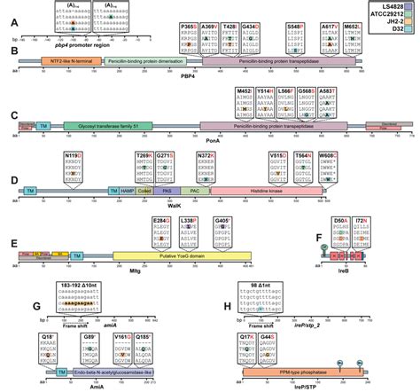 Pdf Supplemental Figure 4 Mutations In Genes Related To β Lactam Resistance And Cell Wall
