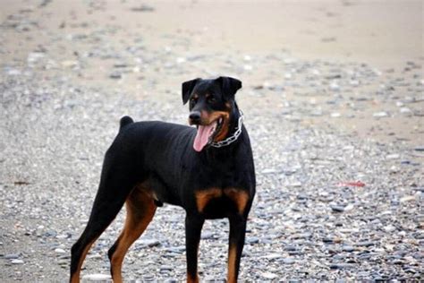 Rottweiler Doberman Mix 3 Reasons To Stay Away And 3 Pros