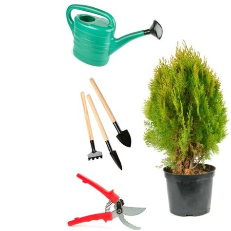 Are Arborvitae Deer Resistant Plus 3 Tips To Protect Them The