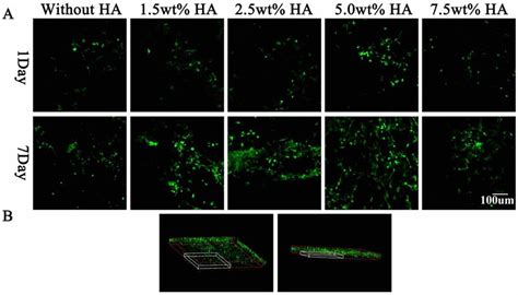 A LSCM Images 2D Of BMSCs Cultured In Different Scaffolds For 1 And Download Scientific