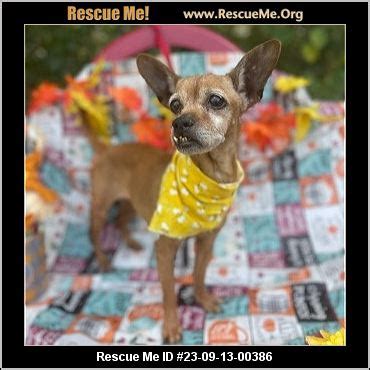 Florida Chihuahua Rescue Adoptions Rescue Me
