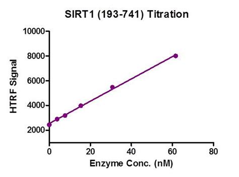 recombinant sirt1 protein activity tested 1 mg