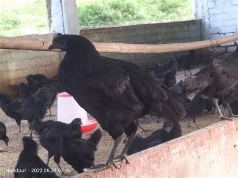 Pure Black Kadaknath Egg And Murga For Consumption Fresh At Best