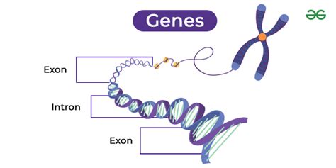 Difference Between Chromosome And Gene Geeksforgeeks