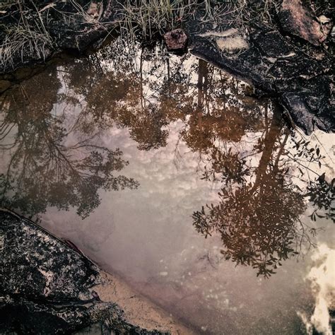 Premium Photo Reflection Of Trees In Water