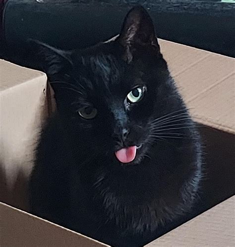 Do Any Other Senior Kitties Enjoy Bouncing 16 Yo Rseniorkitties