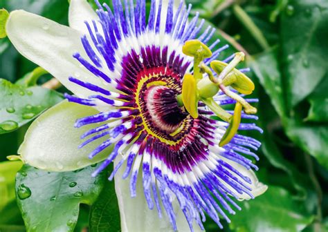 Passiflora La Planta Que Calma La Mente Y Abre El Corazón