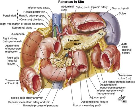 Uncinate Uncinate Process Of Ethmoid Bone Processus Uncinatus