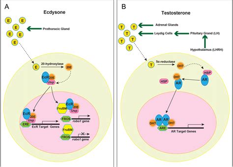A Model For Steroid Hormone Actions In Sex Type Specification Of A