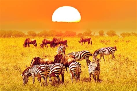 Premium Photo Zebra And Wildebeest Groups With Amazing Sunset In