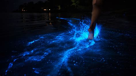 A Lagoa De Jacaroá Em Maricá Virou Um Céu Líquido Que Brilha De