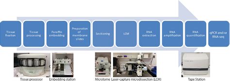 Video Laser Capture Microdissection RNA Sequencing For Spatial And Temporal Tissue Specific