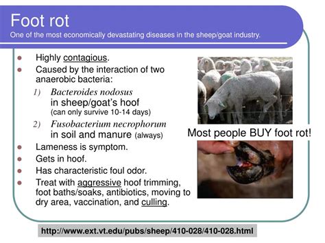 Ppt Sheep And Goat Health Powerpoint Presentation Free Download Id