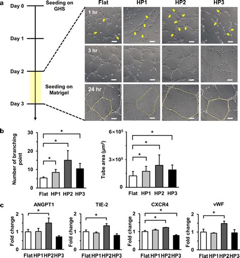 Huvecs Stimulated By Hp2 Ghs Rapidly Induces Tube Formation A In