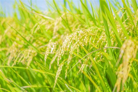 ノベルティ 愛知県西尾市の自家製米・笑顔でつながる農業を｜小笠原農園
