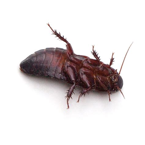 Wood Roach Cryptocercus Wrighti Bugguidenet