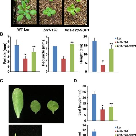 The Mutation Site In The Bri1 120 Sup1 Mutant Was In The Phyb Gene A