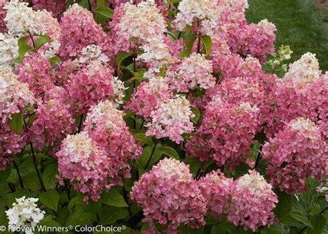 Fire Light® Hydrangea Faller Landscape
