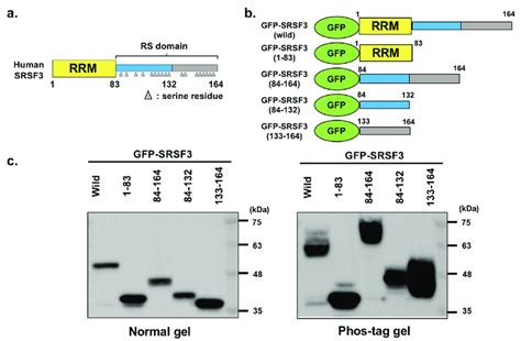Srsf3 Structure And The Estimation Of Srsf3 Fragments A Srsf3