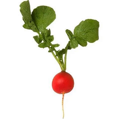 Fresh Radish In Noida Krishco Id 4188371155
